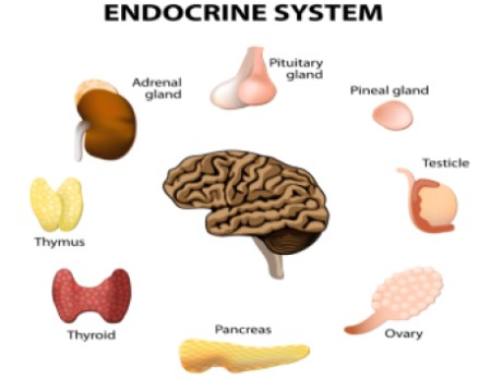 Effect of Endocrine System on Human Behaviour