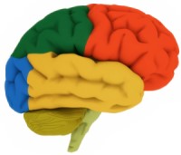 Human Memory Model Stages